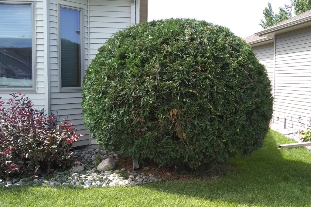 Hedges and Bushes - Troy's Tree Trimming